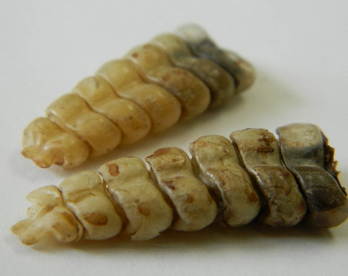 1 Rattlesnake Rattle- Med, Large, XL & XXL Rattlesnake Rattlers- Snake ...