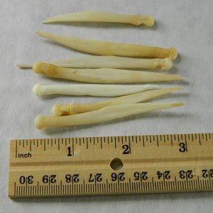 White Tail Deer Hock Bone - Authentic American White Tail Deer Hock ...