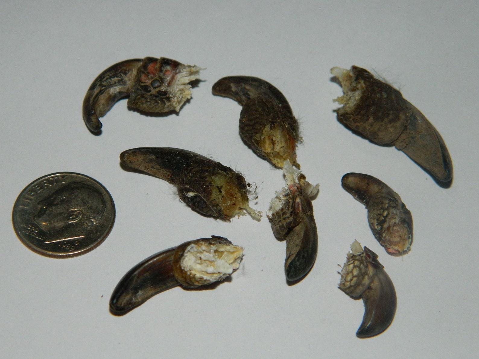 1 L/XL Male Wild Turkey Claw Professionally Cleaned All | Etsy