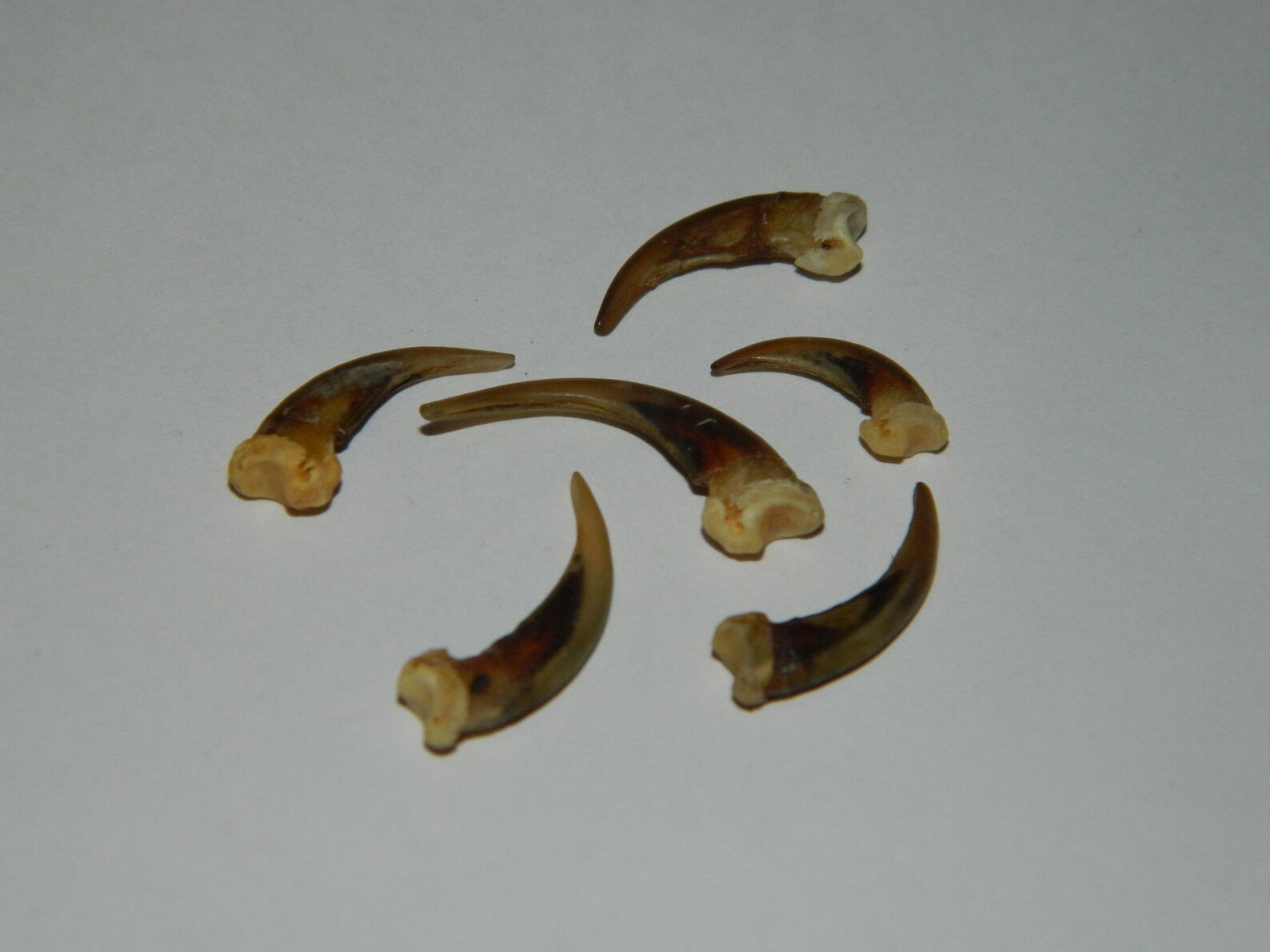 1 L/XL Skunk Claw Professionally Cleaned Skunk Claws | Etsy