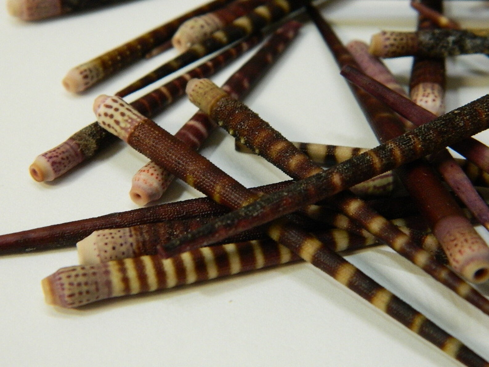 10 Tiger Urchin Spines Jewelry Pendants Craft or | Etsy