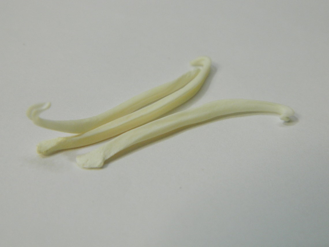 1 XL Mink Baculum Penis Bone Authentic American Mink Baculum | Etsy