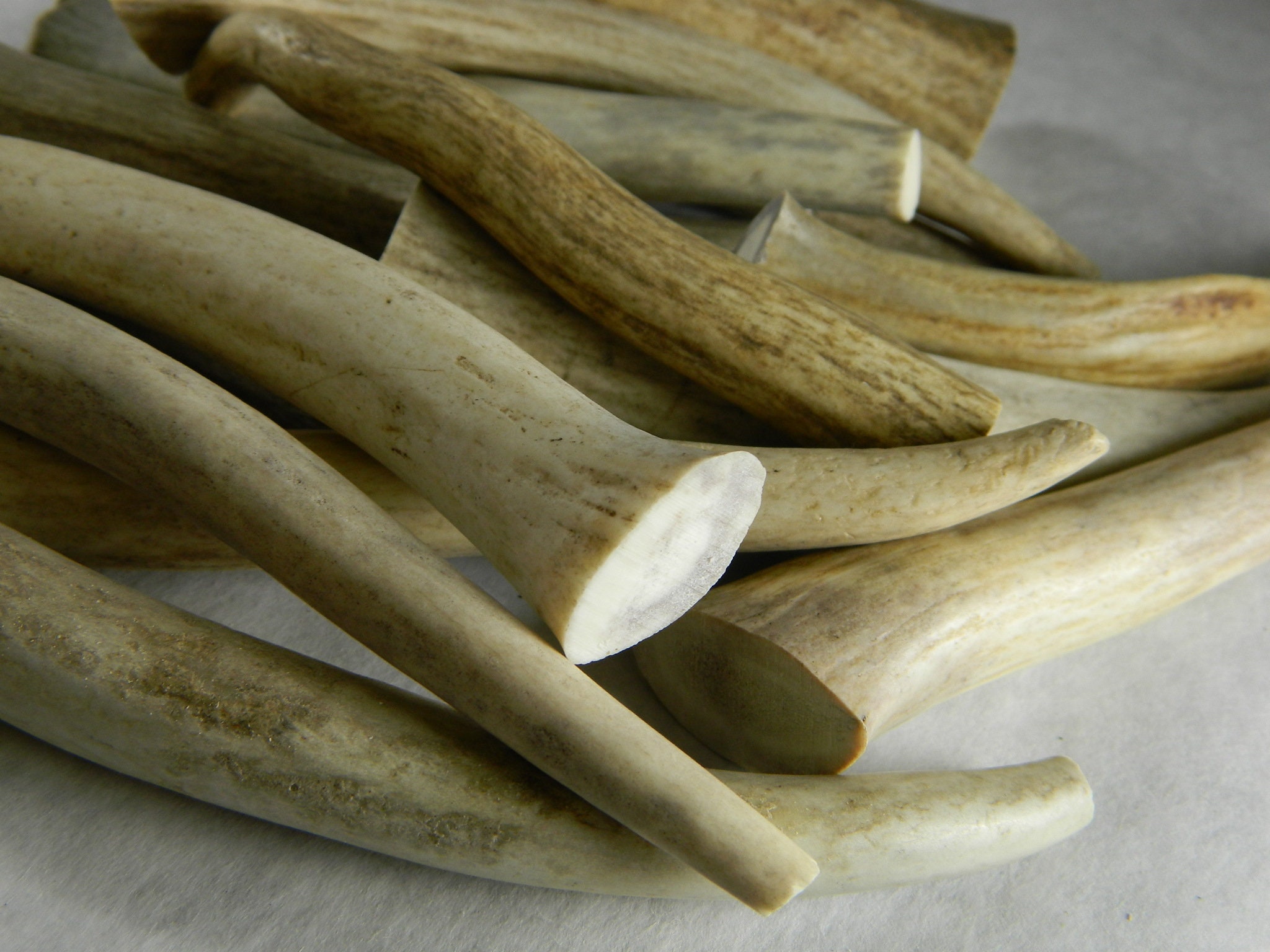 1 White Tail Deer Antler Tine Piece Craft Sized 5-6 - Etsy