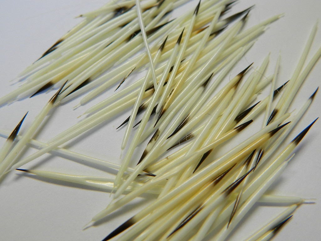 Handwork Craft Quills 10-Pack Natural Porcupine Quills For DIY Crafts ...