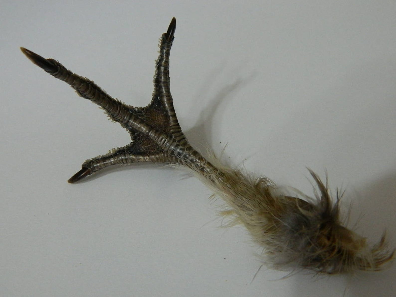 Dried Ruffed Grouse Bird Feet Single or Matched Pair Grouses | Etsy