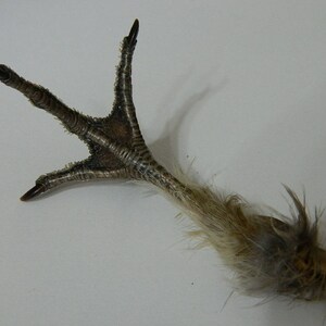 Dried Ruffed Grouse Bird Feet - Single or Matched Pair Grouses Birds ...