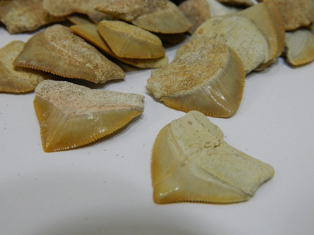 Ancient Fossilized Corax Shark Dinosaur Teeth Shark Teeth - Etsy