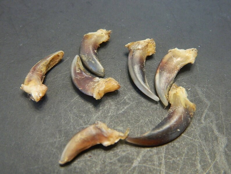 1 L/XL Red Fox Claw Taxidermist Professionally Cleaned Red | Etsy