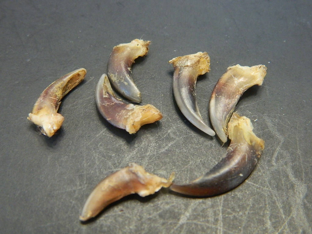 1 L/XL Red Fox Claw Taxidermist Professionally Cleaned Red - Etsy