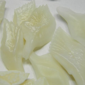 20 White (ivory Color) Alligator Gar Scales - Bony Crystalline Mineral ...