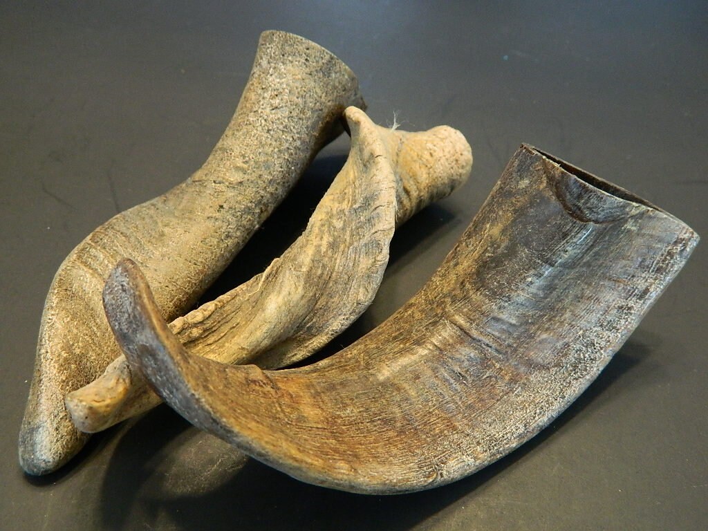 1 Cuerno de Cabra Natural Tamaño Artesanal 6-8 Cuernos | Etsy