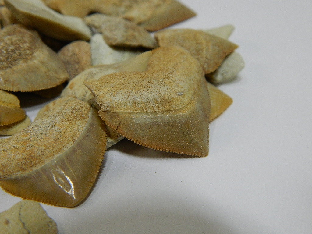 Ancient Fossilized Corax Shark Dinosaur Teeth Shark Teeth - Etsy