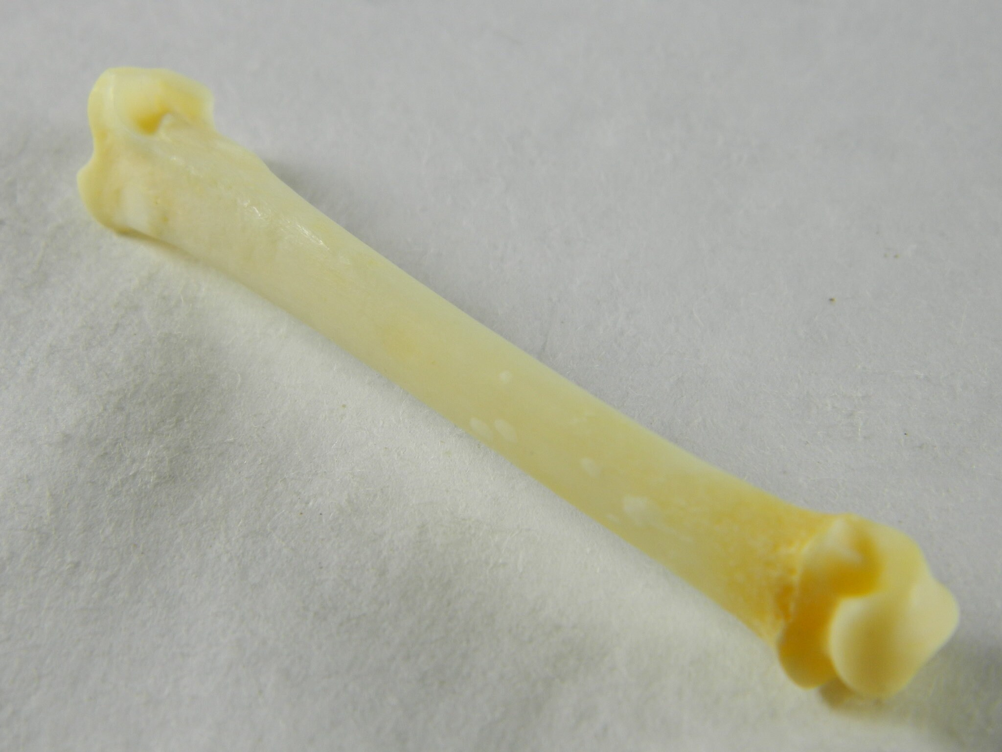 1 Real Canadian Lynx Metacarpal Bone Natural Authentic Lynx - Etsy
