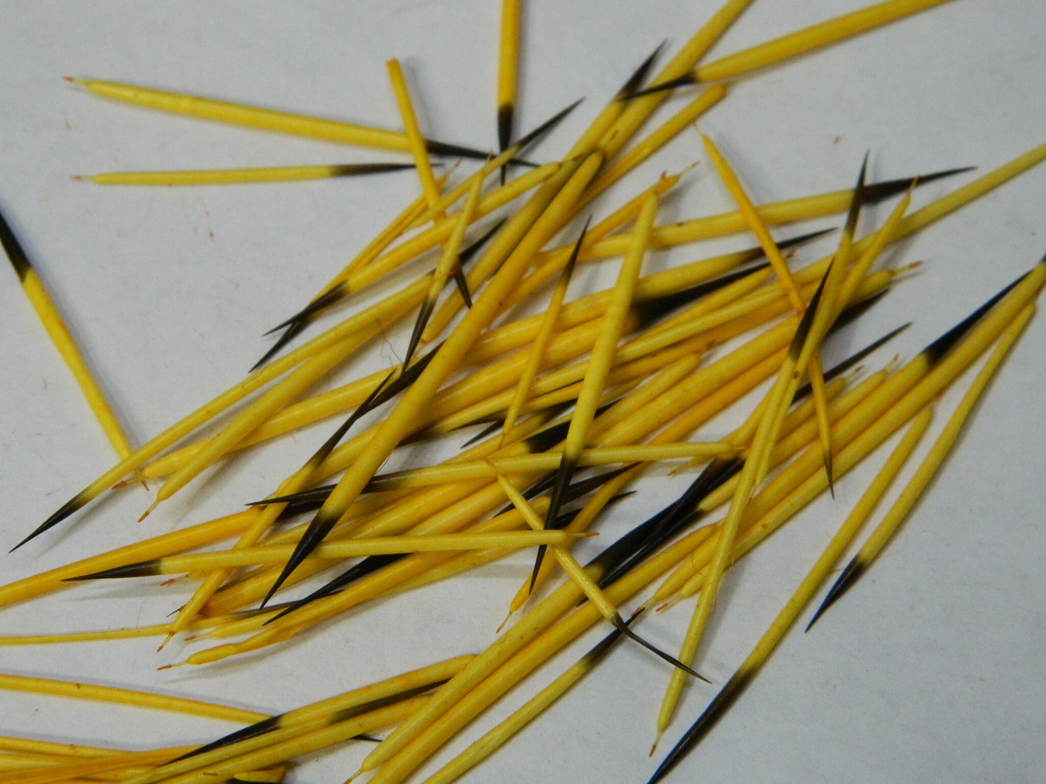 10/25 Yellow Dyed North American Porcupine Quills Craft | Etsy