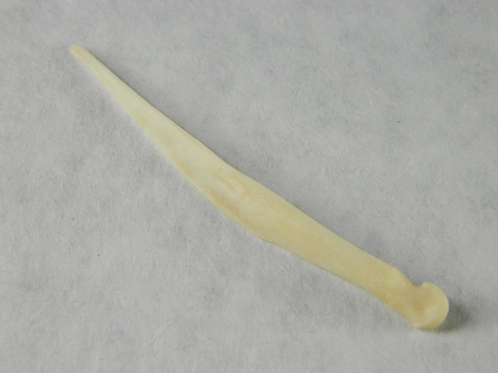White Tail Deer Hock Bone Authentic American White Tail Deer - Etsy