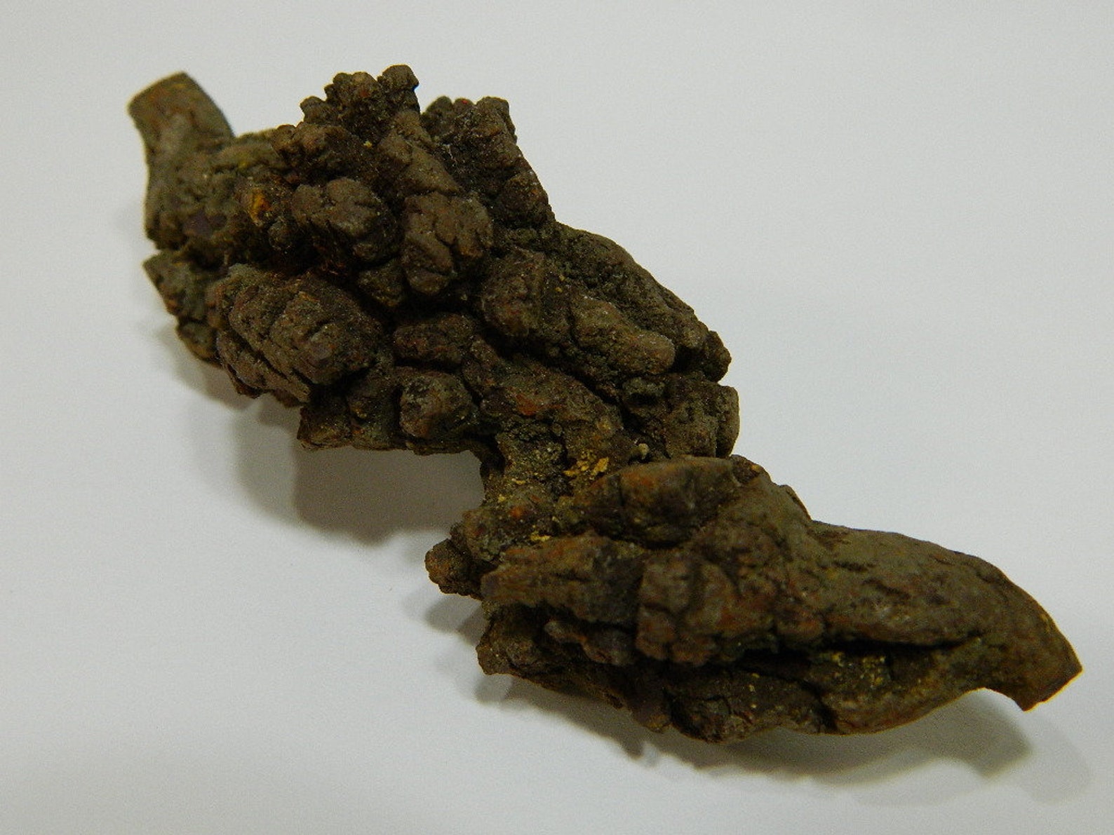 4 Sizes Premium Coprolite Dinosaur Dung Fossil Fossilized - Etsy