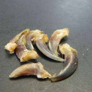 1 L/XL Red Fox Claw Taxidermist Professionally Cleaned - Red Fox Claws ...