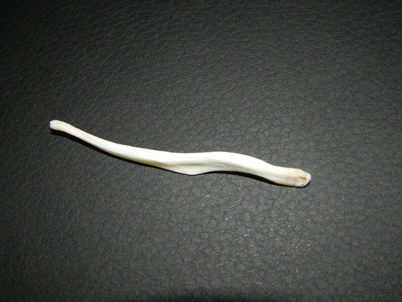 1 XL Gray Fox Baculum Penis Bone Authentic Grey Fox Baculum | Etsy