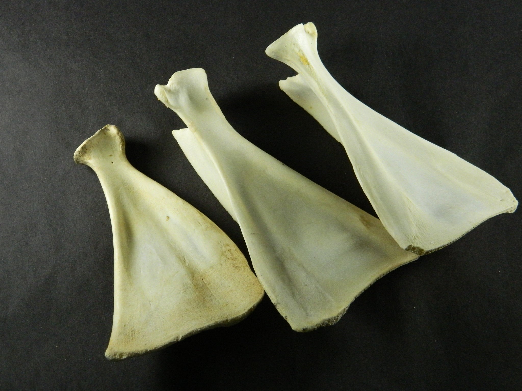 Deer Scapula