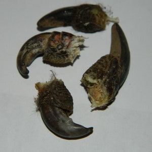 1 L/XL Male Wild Turkey Claw Professionally Cleaned - All Natural Wild ...