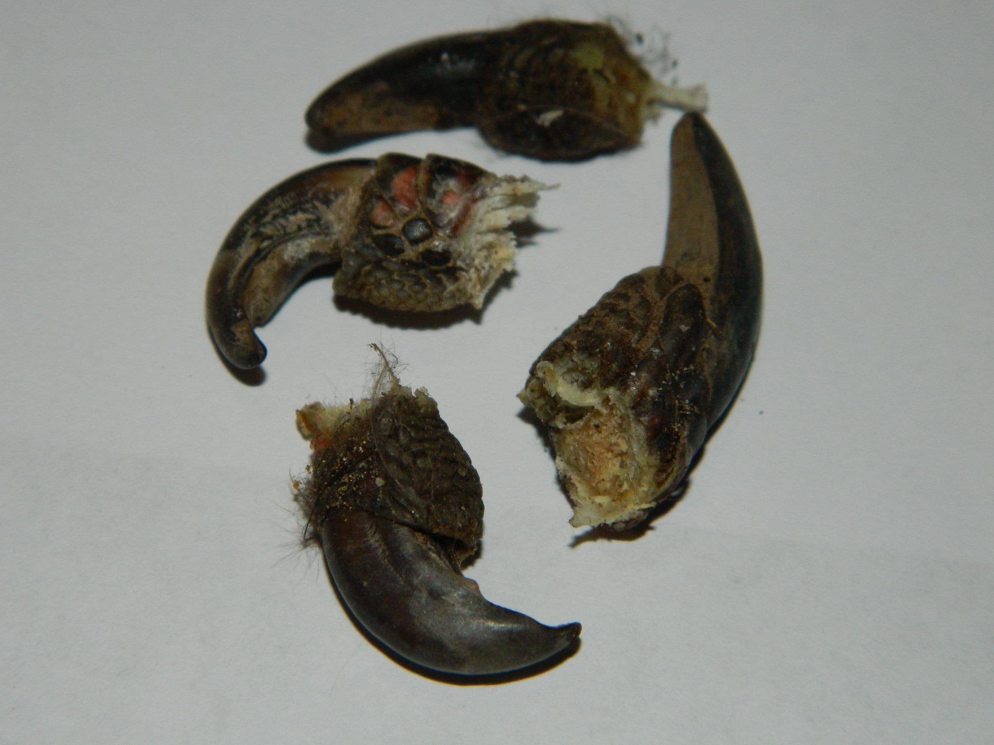 1 L/XL Male Wild Turkey Claw Professionally Cleaned All | Etsy