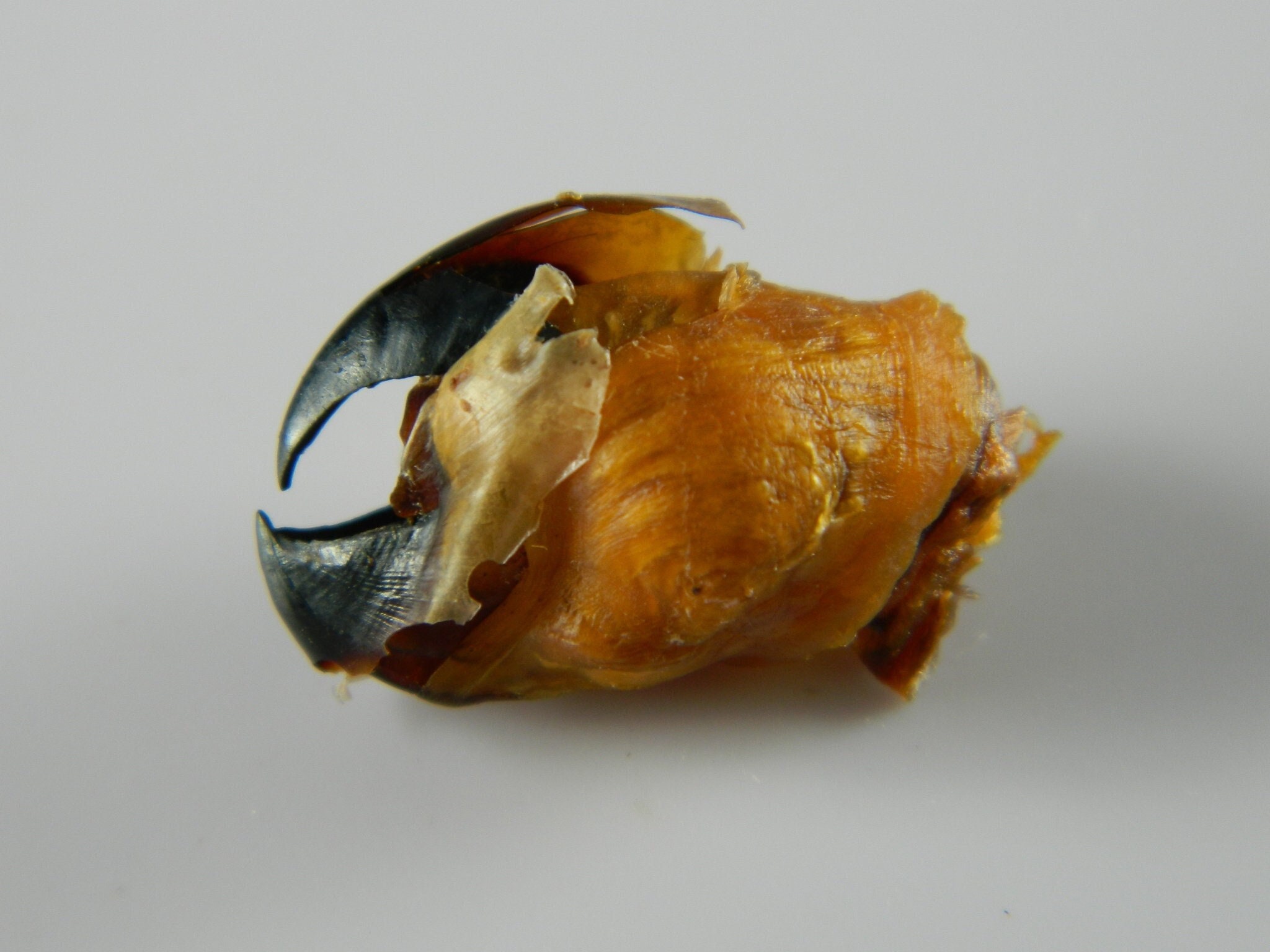 Squid Beak