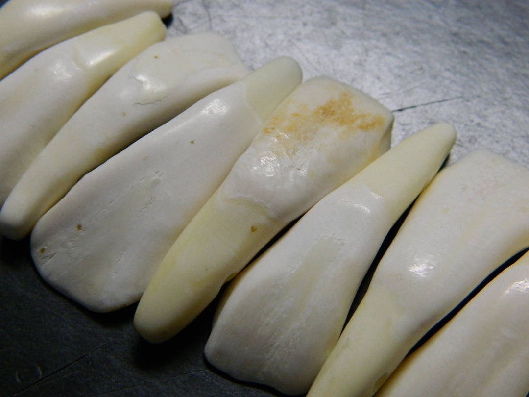 1 Large Water Buffalo Tooth Amulet - Authentic Water Buffalo Teeth ...