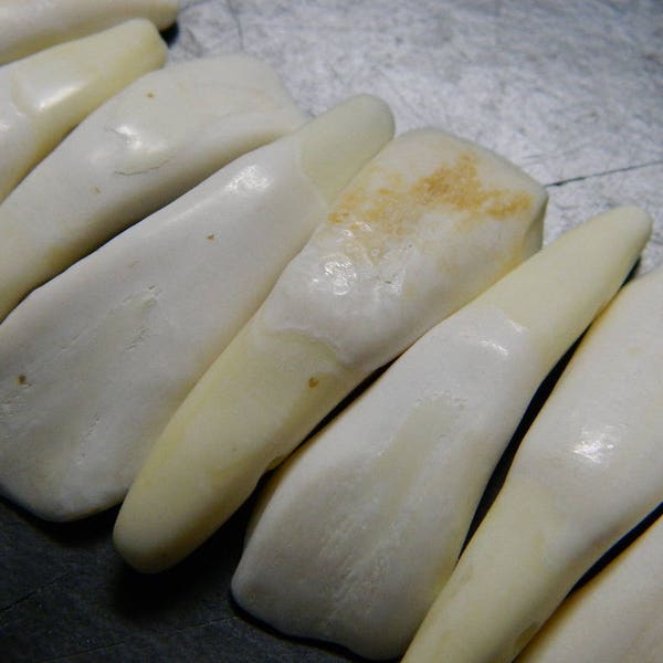Buffalo Teeth - Etsy