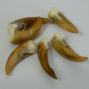 1 Large Alligator Snapping Turtle Claw Professionally Cleaned ...