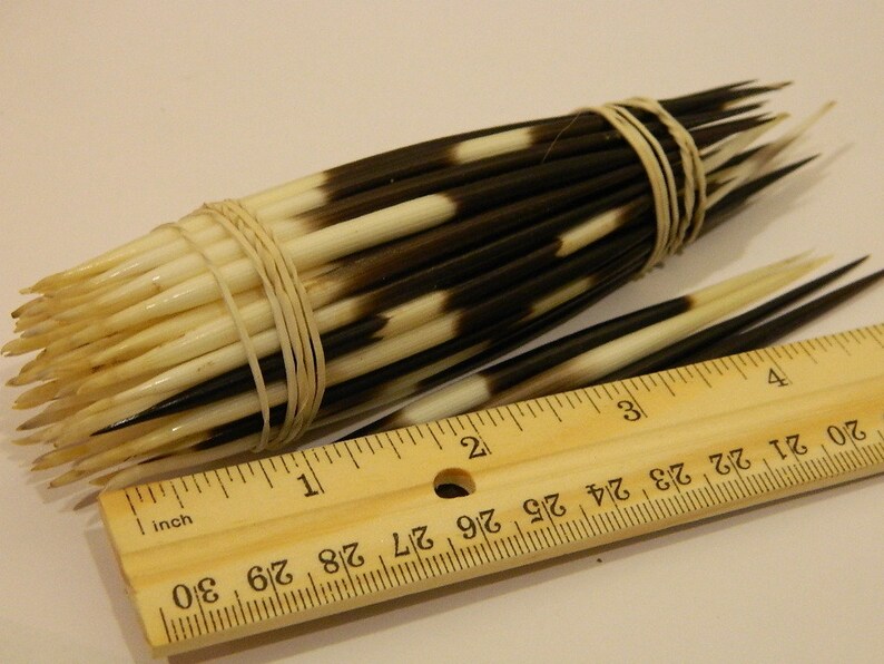 2/5 Small African Porcupine Quills Black & White Craft Sized - Etsy