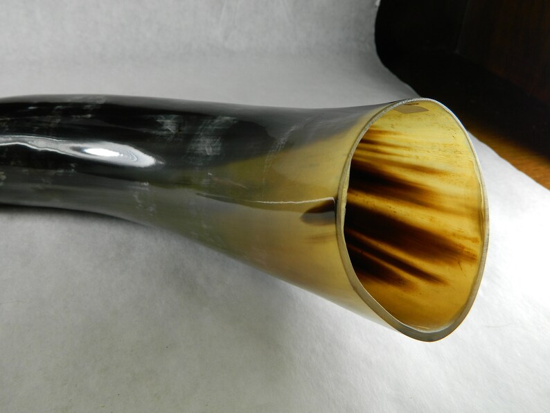 LG Drinking Bull Horn Polished & Sanitized Bull Cow Drinking - Etsy