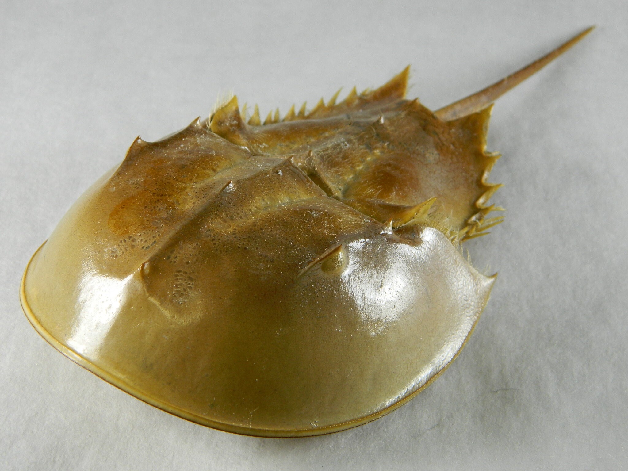 Horseshoe Crab Without Shell