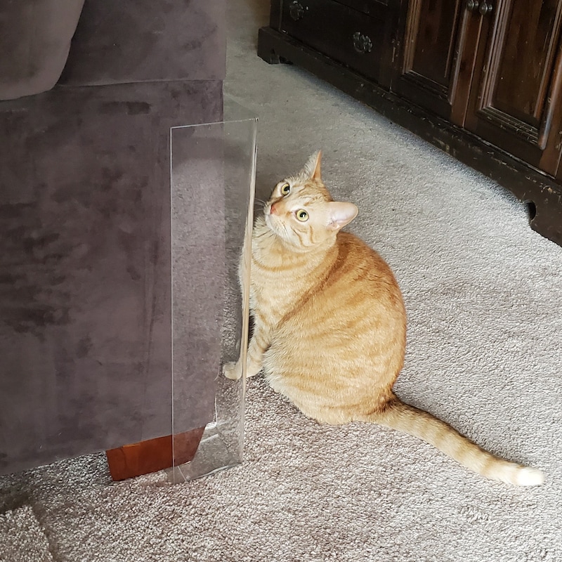 Clear Cat Protectors - Etsy