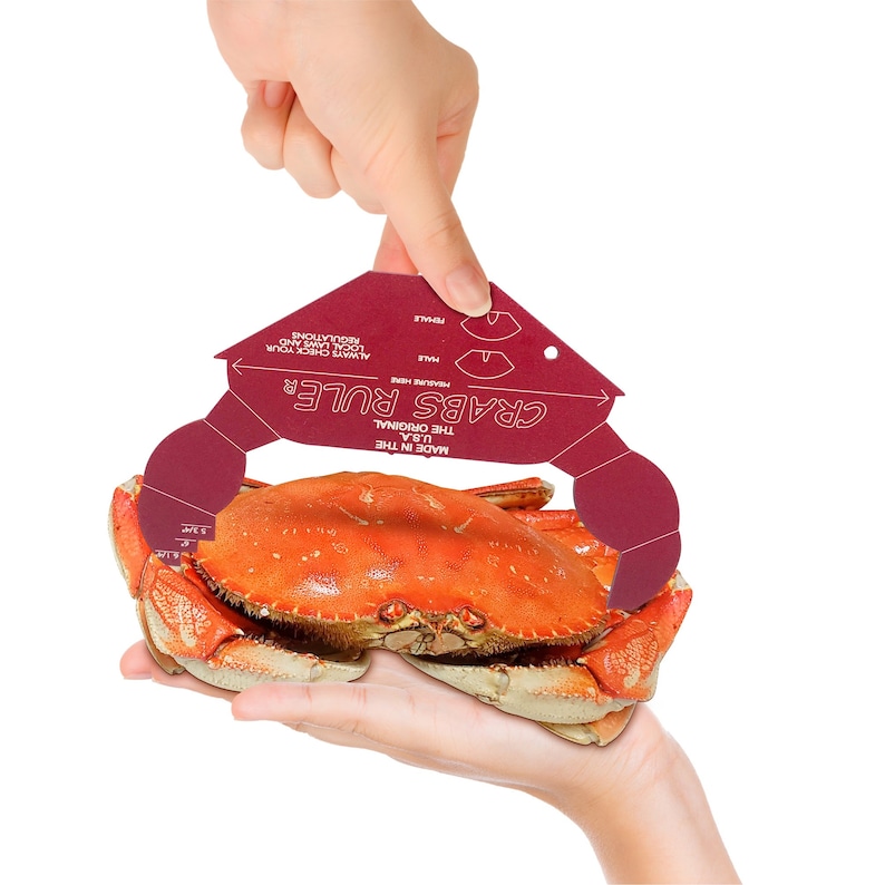 The Coolest Crab Gauge Ever - Etsy