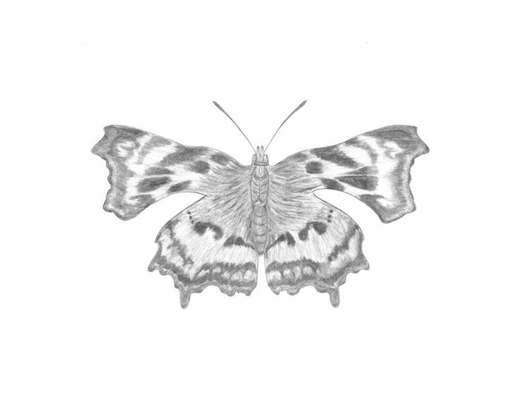 Comma Butterfly Printable Art Digital Download Wall Art - Etsy