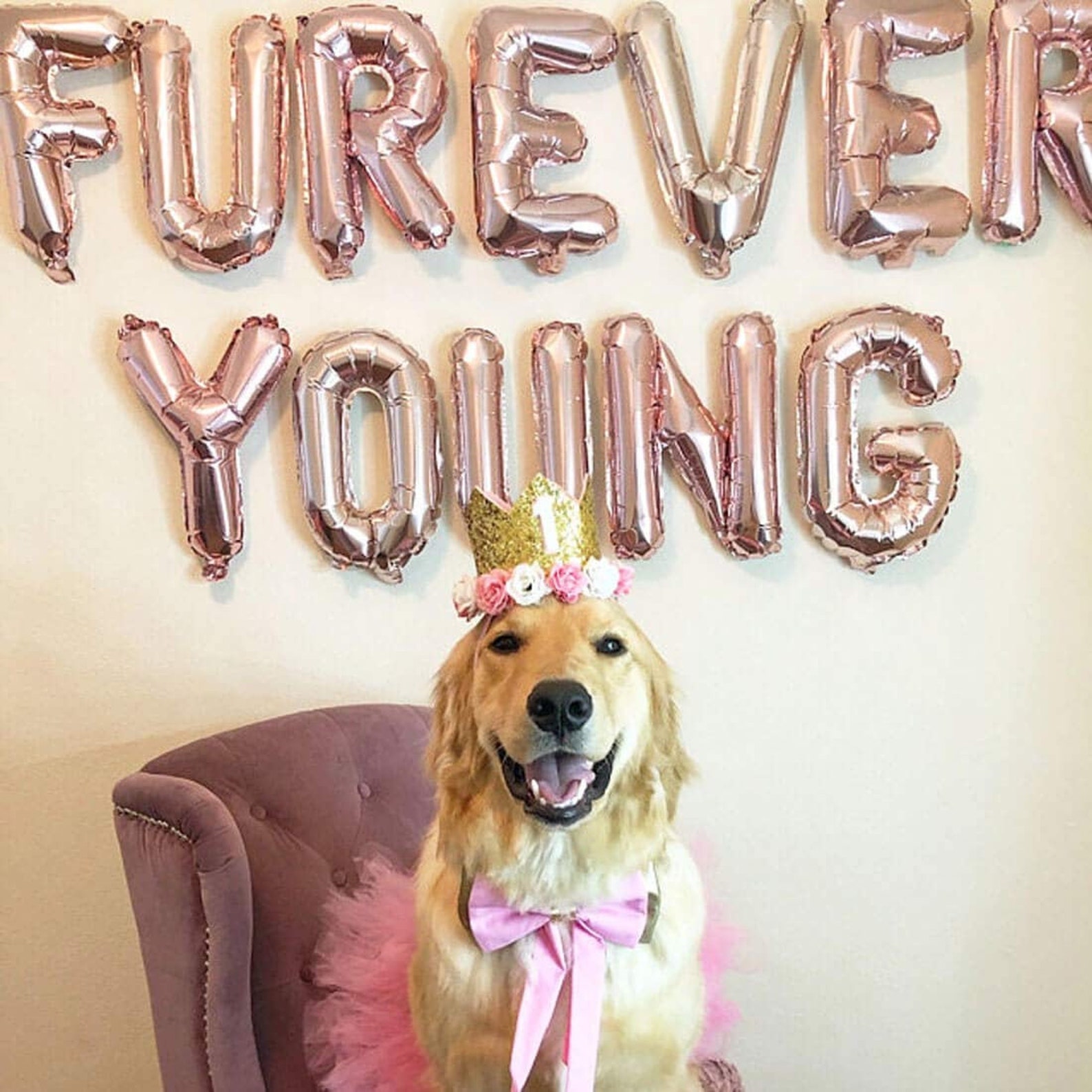 Fur Ever Young|dog Party|dog Party Decorations|decorations for Dog ...