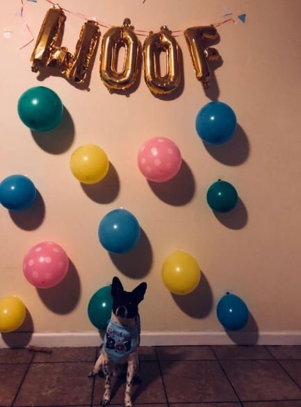 Dog Birthday Dog Birthday Decorations Decoration Kit Dog | Etsy