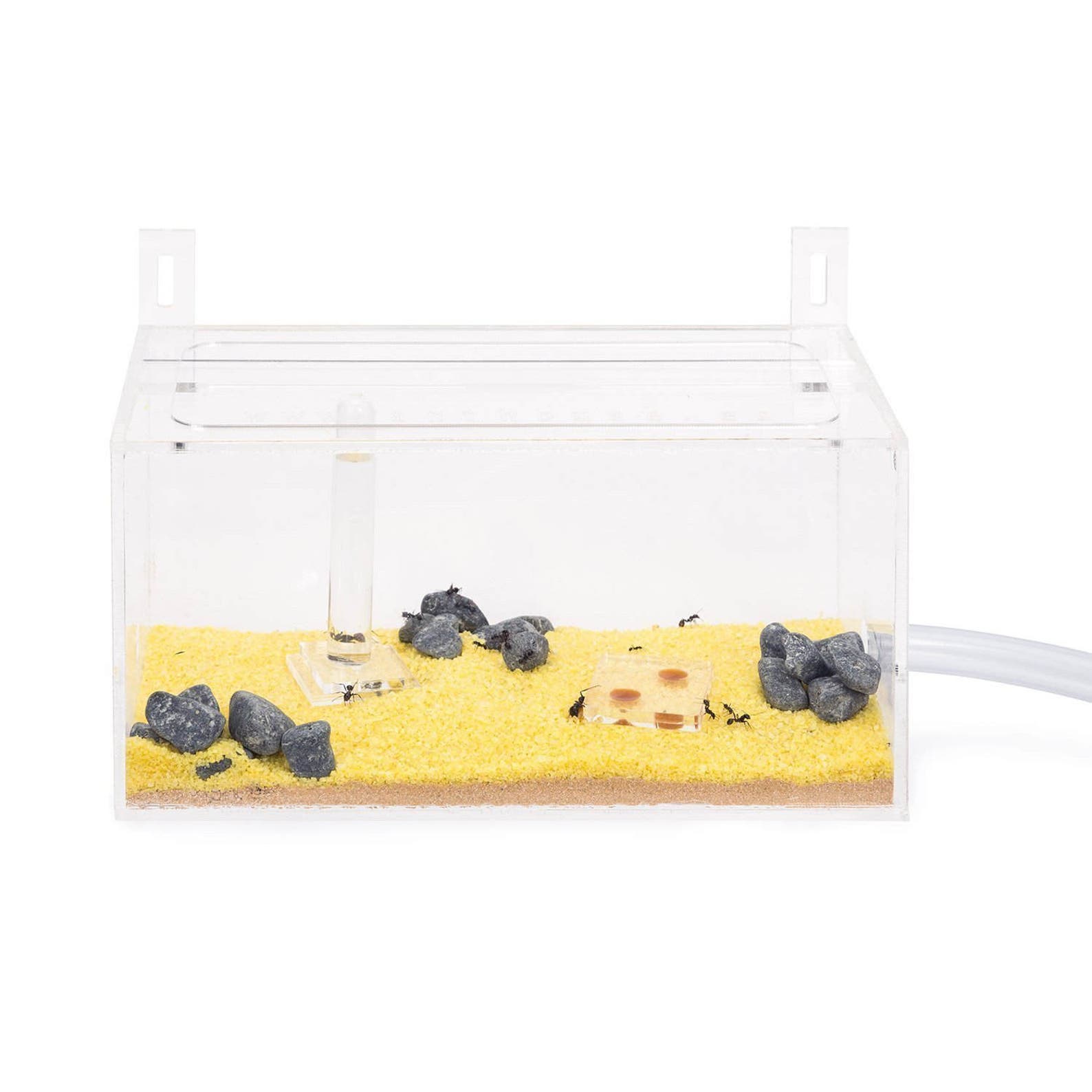 Sand Ant Farm Wall Kit anthill Formicarium Educational - Etsy