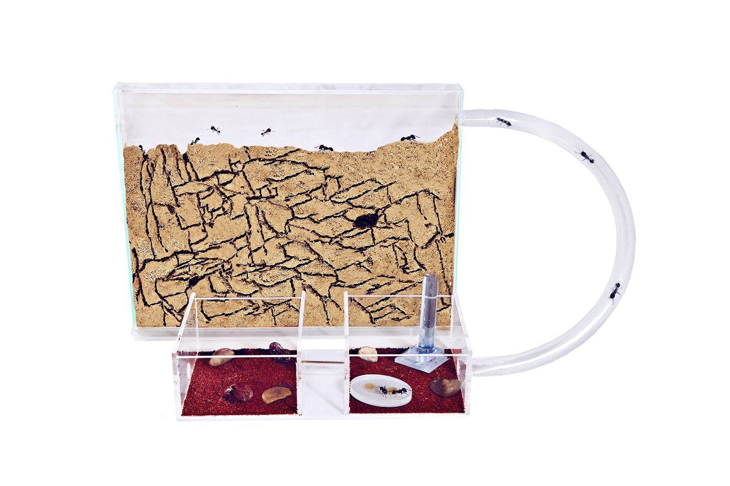 Sand Ant Farm Medium anthill Formicarium Educational Ants - Etsy