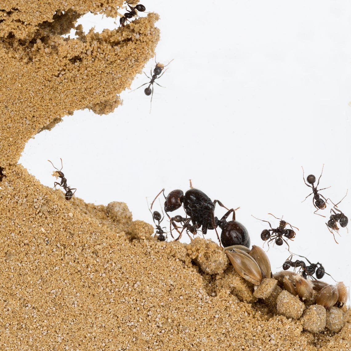 Sand Ant Farm Medium anthill Formicarium Educational Ants - Etsy