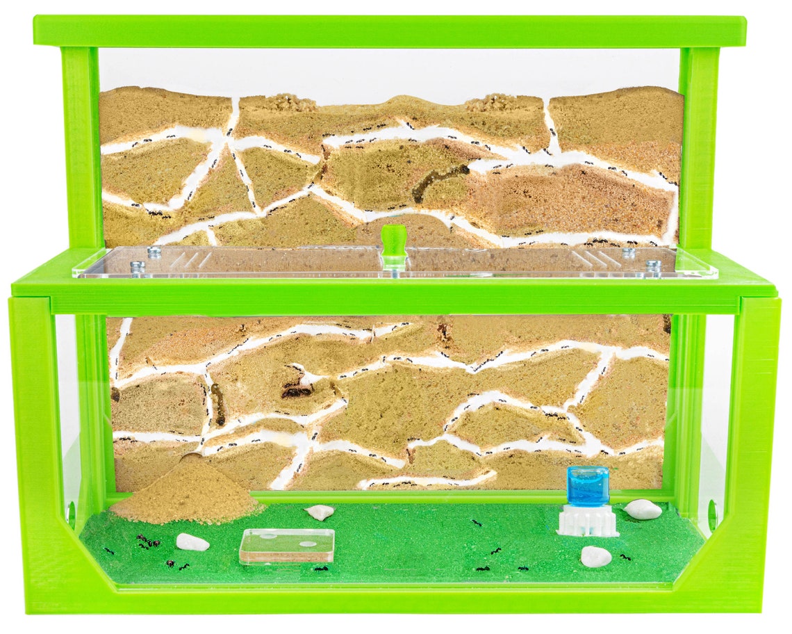 Anthouse Natural Sand Ants Kit L 3D sandwich Forage - Etsy
