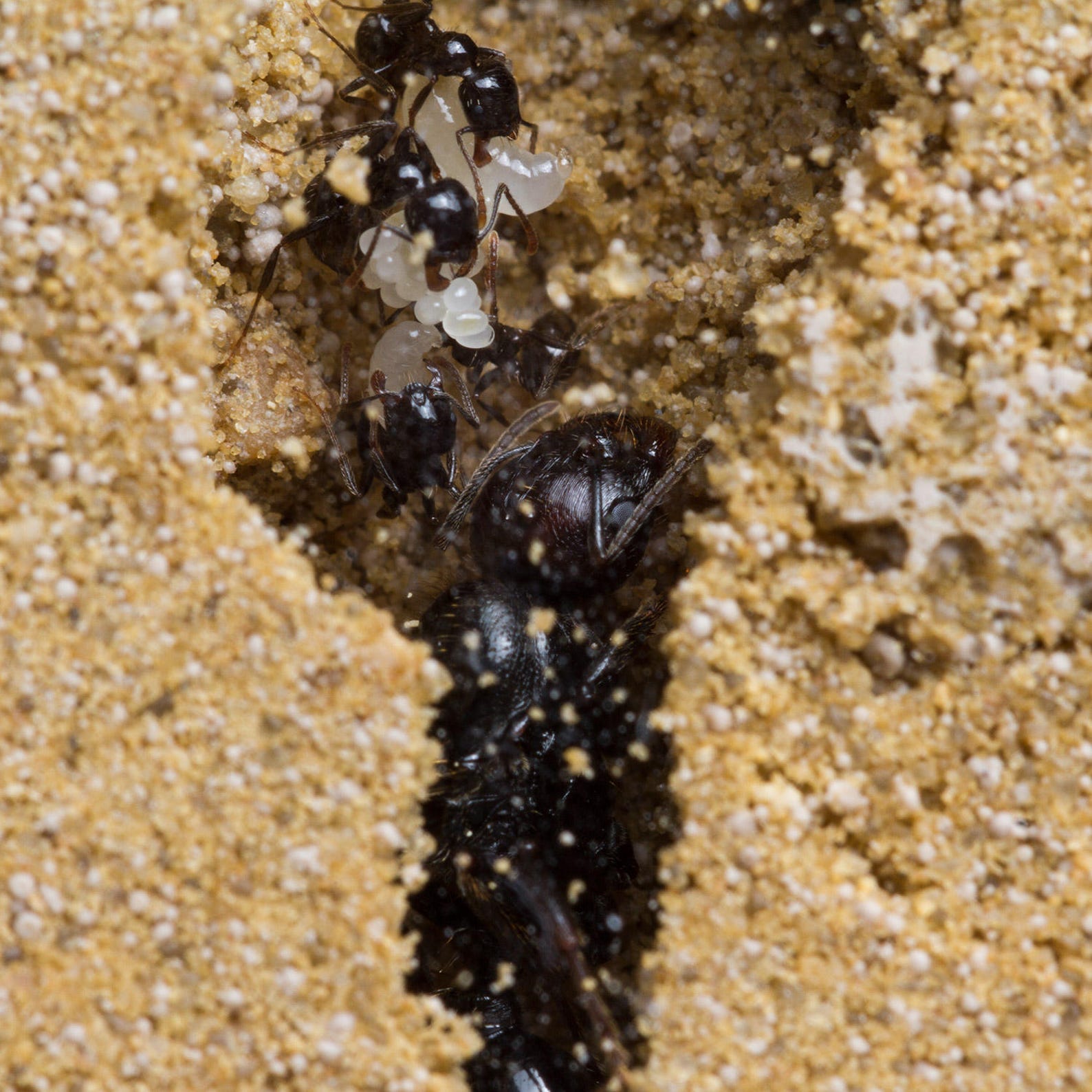 Sand Ant Farm Medium (anthill, Formicarium, Educational, Ants) (NO ANTS ...