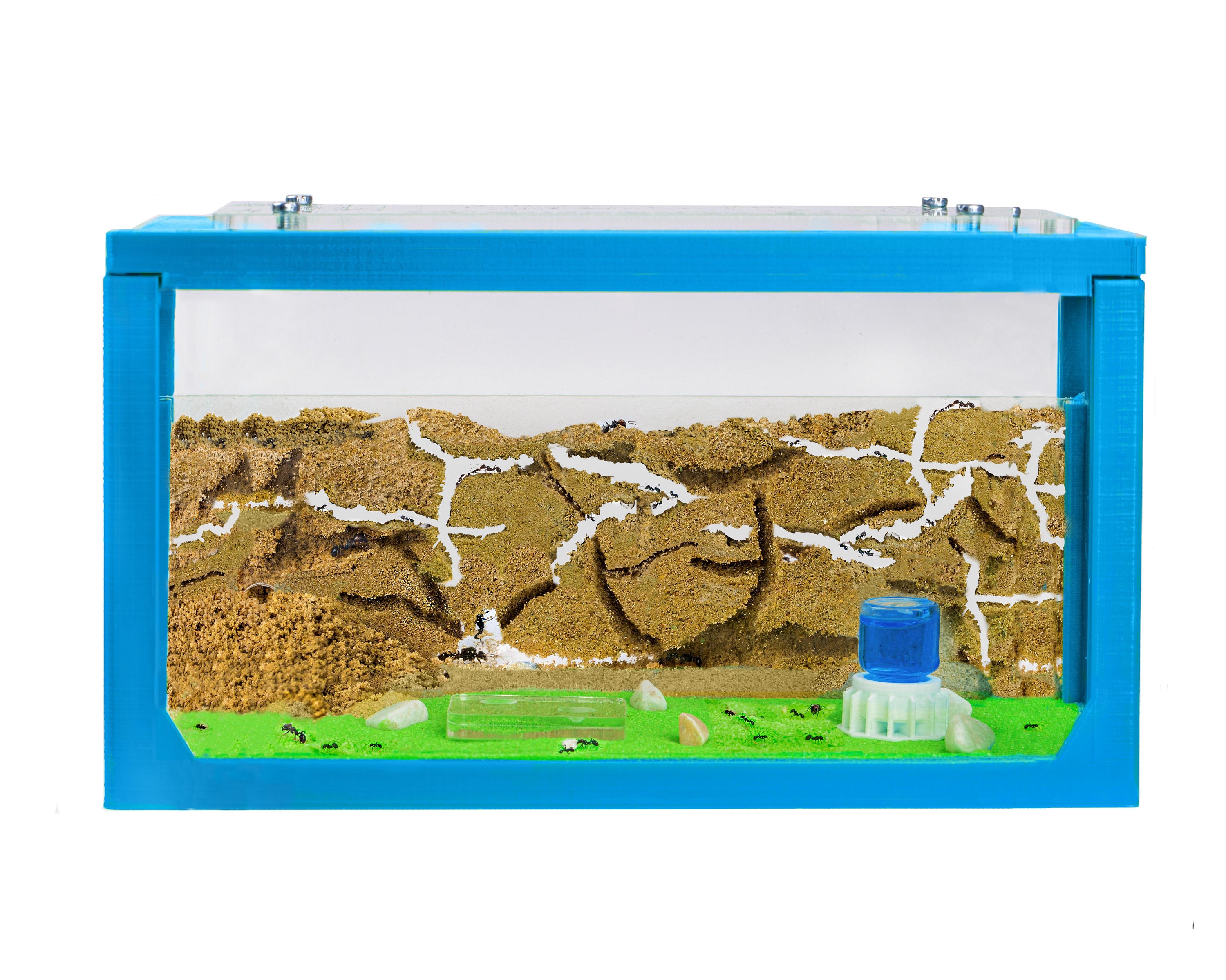 Ant Colonies For Kids