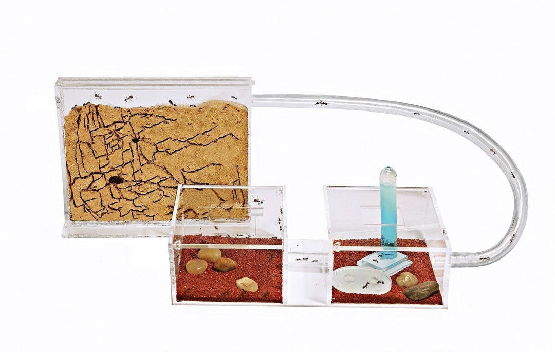 Ameisenfarm Mini Kit (Ameisen mit Königin GRATUIT) (Fourmisterie ...