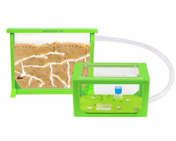 Largest Formicarium