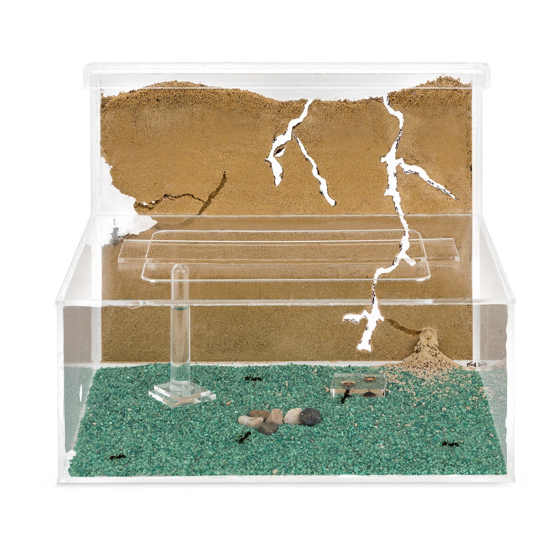 Anthouse - Natural Sand Ants - Kit L (sandwich + Forage Box) (NO ANTS ...