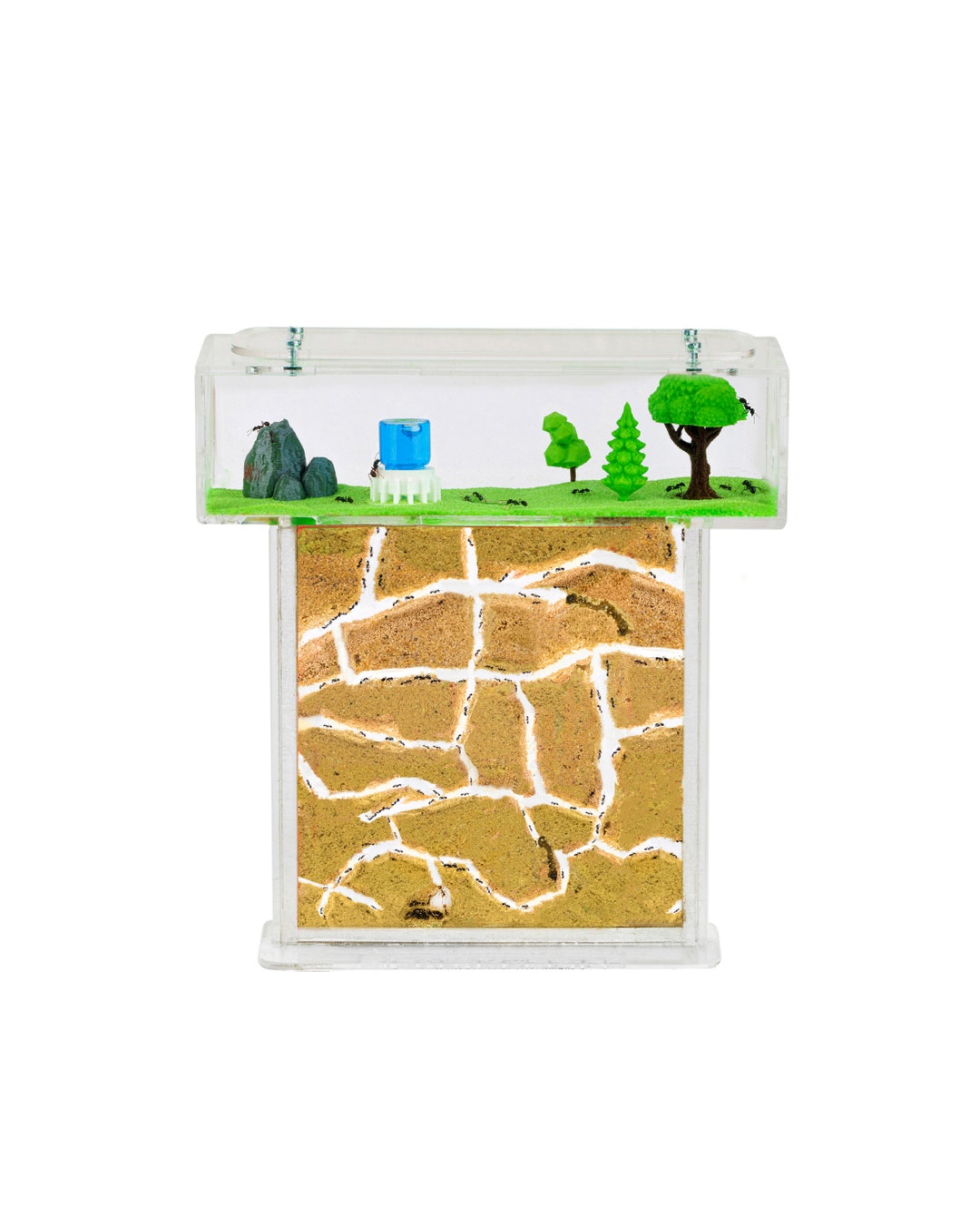Ameisenfarm T Acryl ameisen Mit Königin Freeant Farm, Formicarium, Ants ...