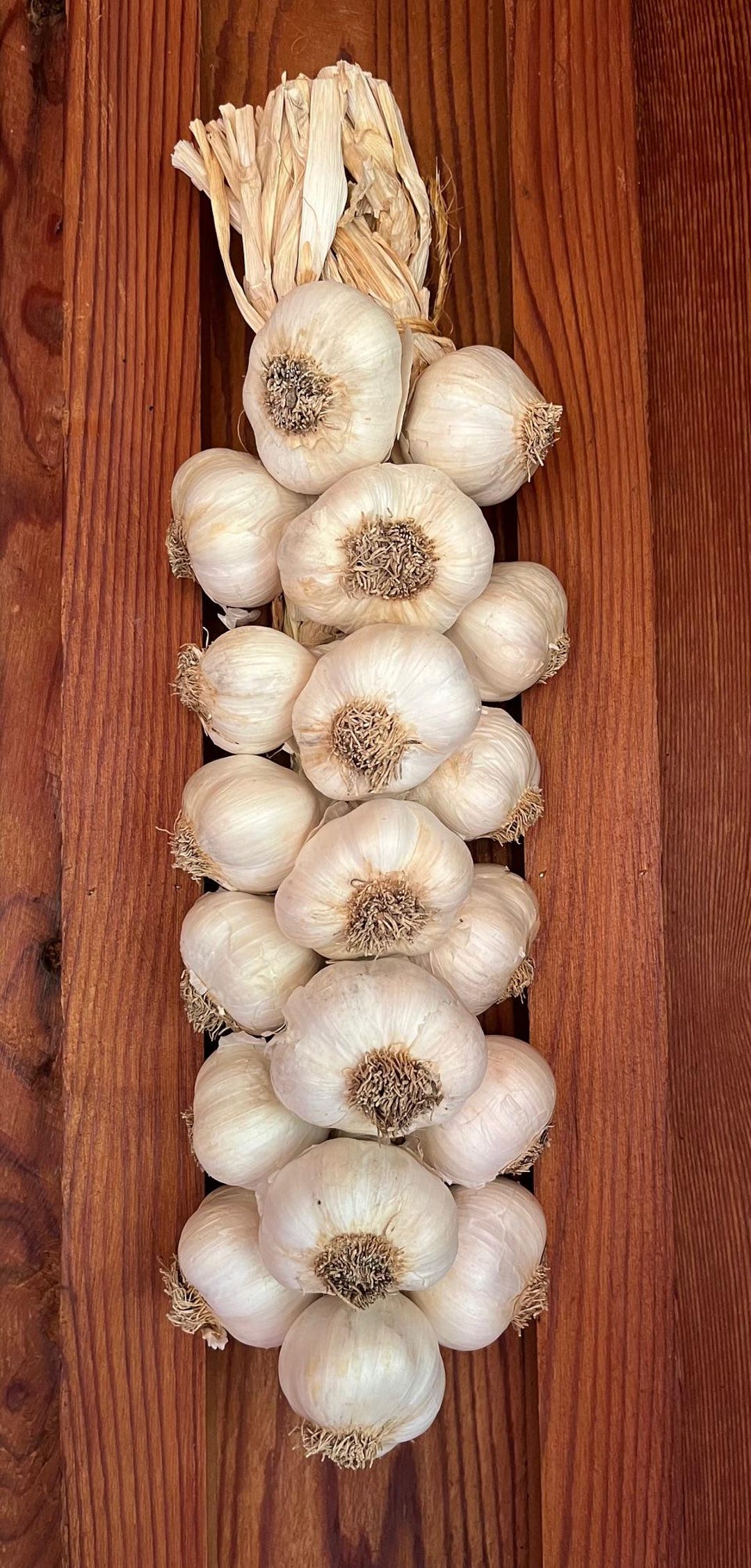 19 Bulb 3-strand American Style Garlic Braid - Etsy