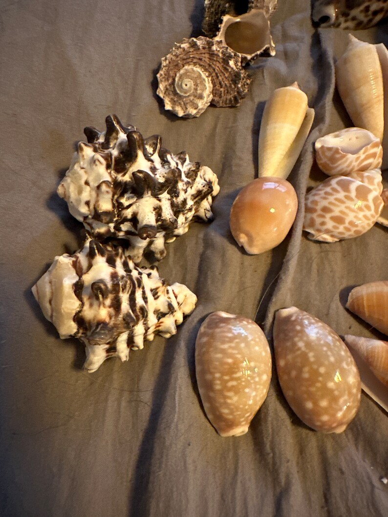 Stunning Collection of Sea Shells, Cowries and Cones Plus Others! Min ...