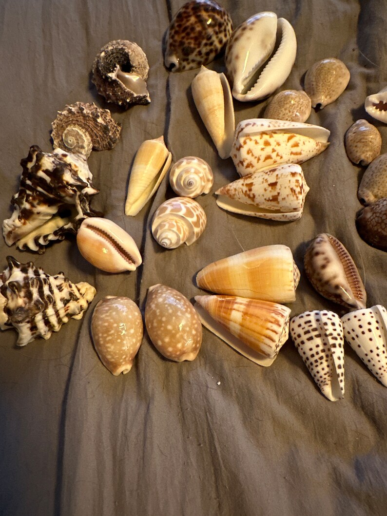 Stunning Collection of Sea Shells, Cowries and Cones Plus Others! Min ...